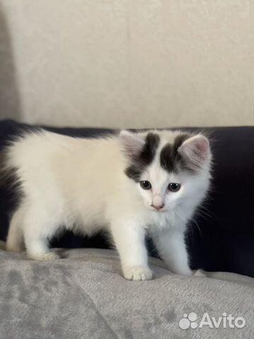 Японский бобтейл