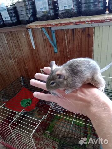 Белка дегу с большой клеткой