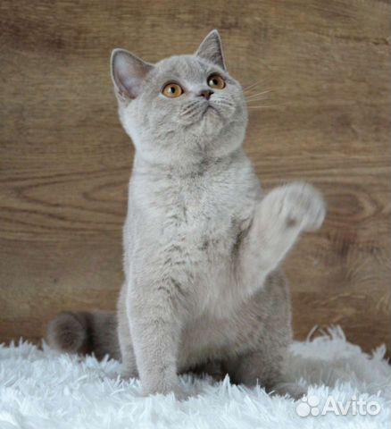 Британский лиловый котик