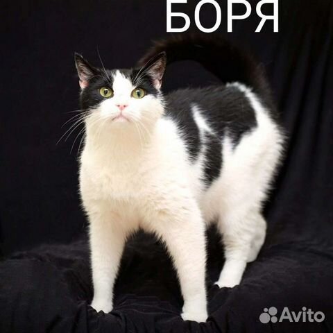 Кот в добрые руки