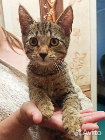 Котенок подросток