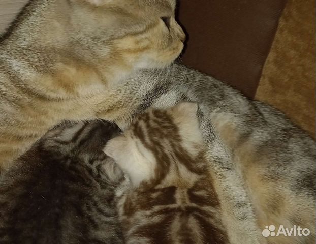 Шотландские вислоухие котята