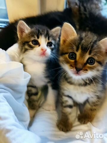 Котята
