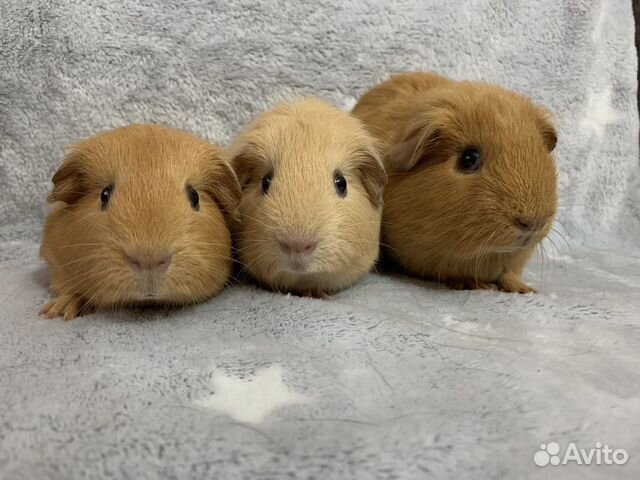 Морские свинки селфы колобочки