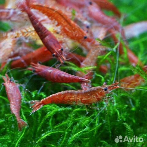 Креветки аквариумные вишня