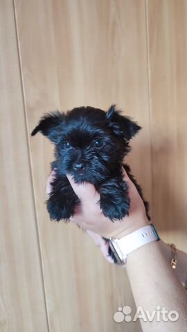 Щенки черного йорка