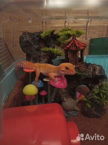 Геккон эублефар