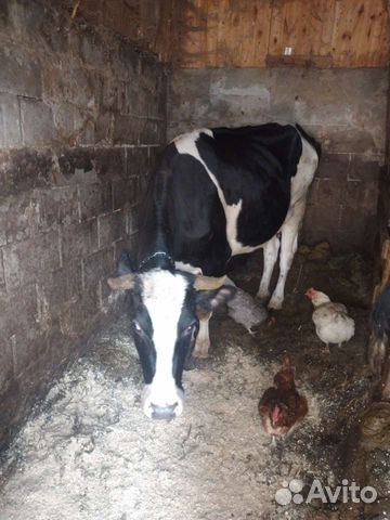 Корова дойная