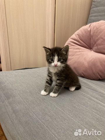 Котенок 2.5 месяца мальчик