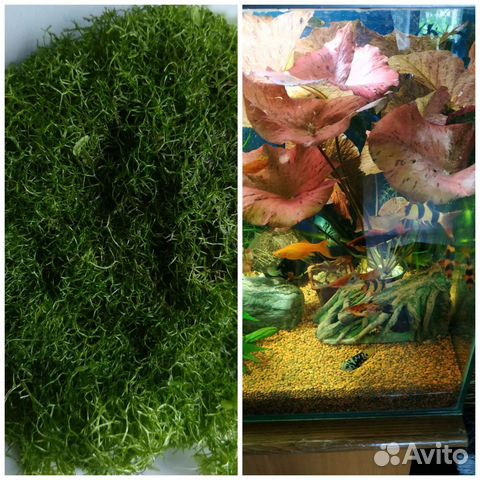 Нимфея.Риччия