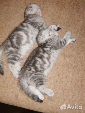 Кошки шотландцы