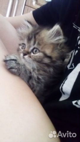 Продам котят