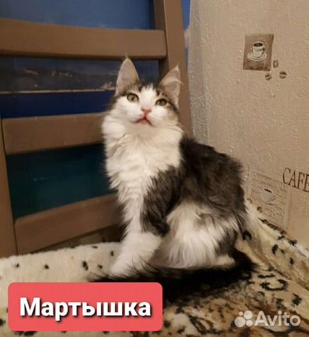 Кошка в дар