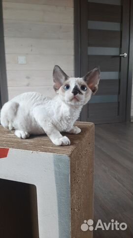 Котята дэвон-рэкс