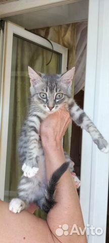 Полосатый серый котёнок (девочка)