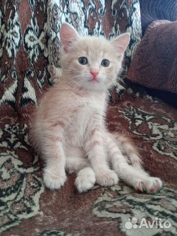 Кошка 1,5 мес