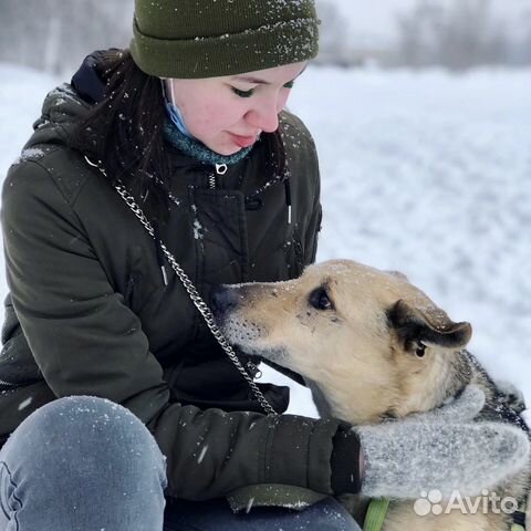 Подарите надежду старому псу он этого достоин