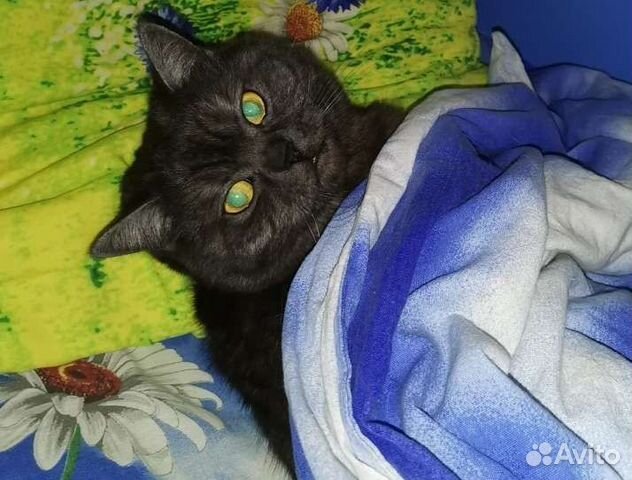 Шотландская кошка и вислоухий кот