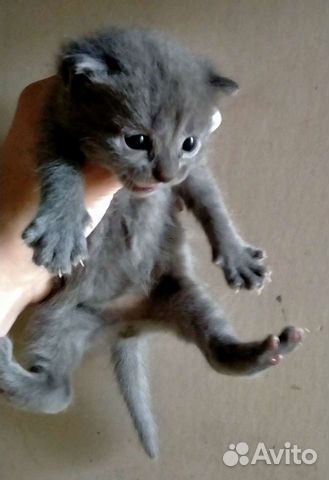 Британские вислоухие котята 500