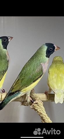 Девочка амадина гульда