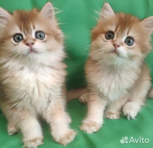 Золотые пухляшки