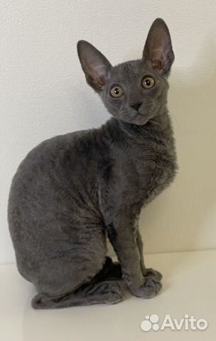 Корниш-рекс котенок девочка