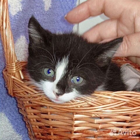 Чёрно-белый котенок девочка Элли