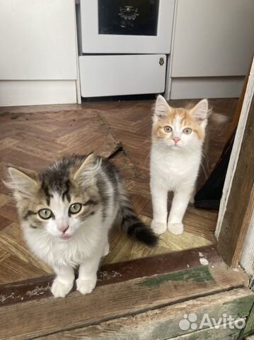 Котята в добрые руки