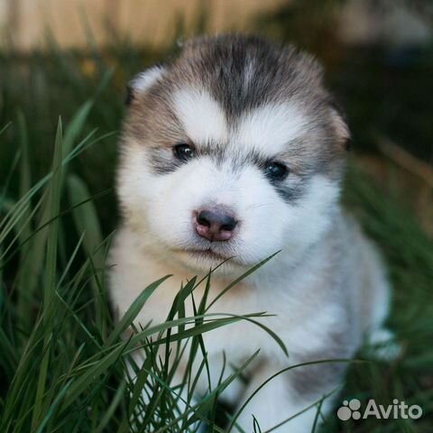 Щенки Аляскинского маламута