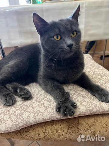 Продам британскую короткошерстную кошечку