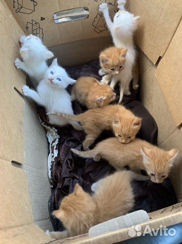 Котята в добрые руки