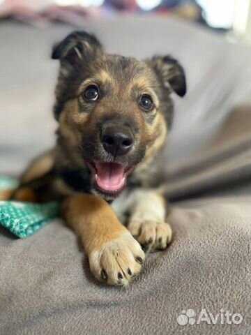 Пуговка из приюта ищет дом