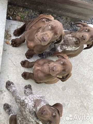 Щенки курцхаара