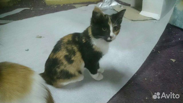 Кошечка 3 мес