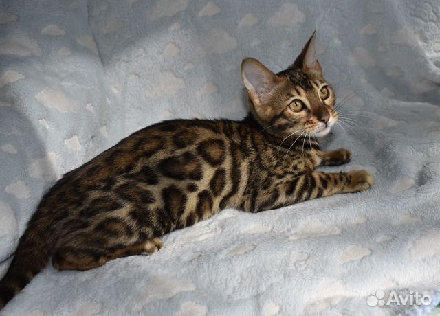 Бенгальские котята