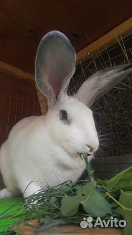 Крольчиха на племя