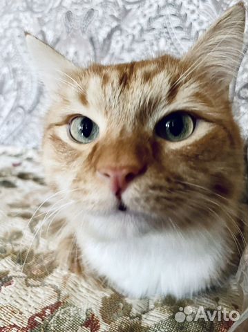 Домашний тигр в добрые руки