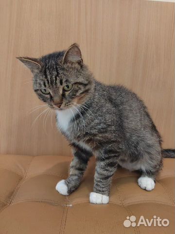 Кот в добрые руки
