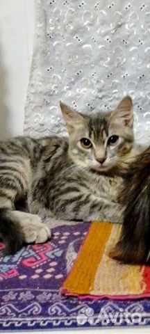 Котятки разные 3,5-4мес. ходят на лоточек