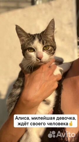 Кошка