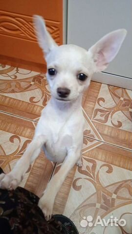 Той терьер подросток