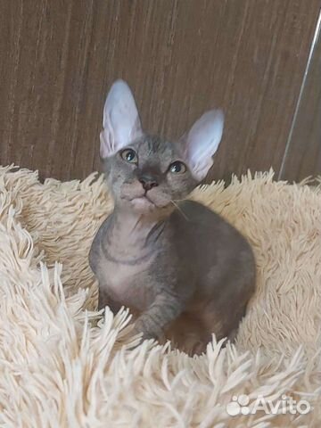 Шикарный ребёнок,девочка. Донской сфинкс