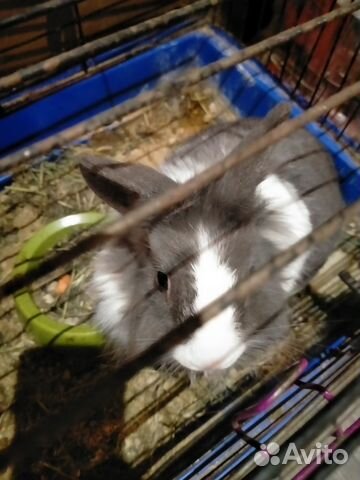 Продам декоративных кроликов