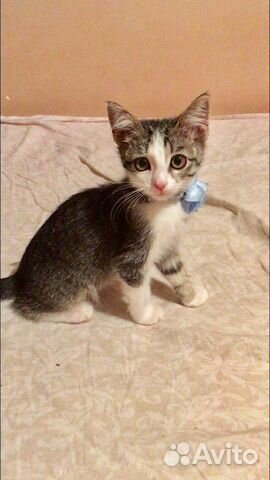 В добрые руки котенка-мурлыку