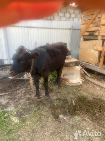 Телка стельная