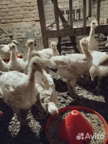 Индюшата хайбрид конвертер