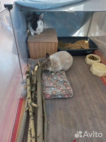 Продается пара кроликов