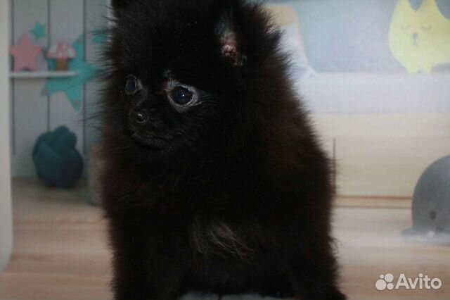Померанский шпиц мини черный