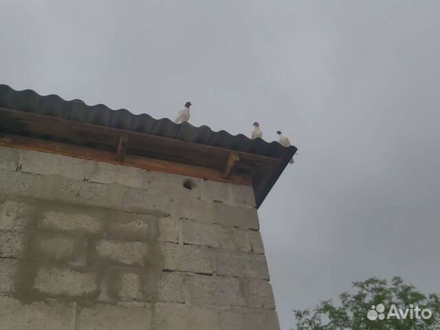 Голуби головатые