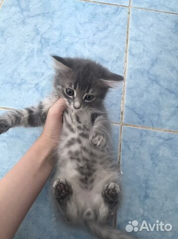 Котята в добрые руки бесплатно
